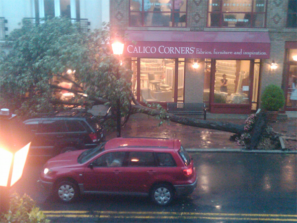 tree-down - FamousDC